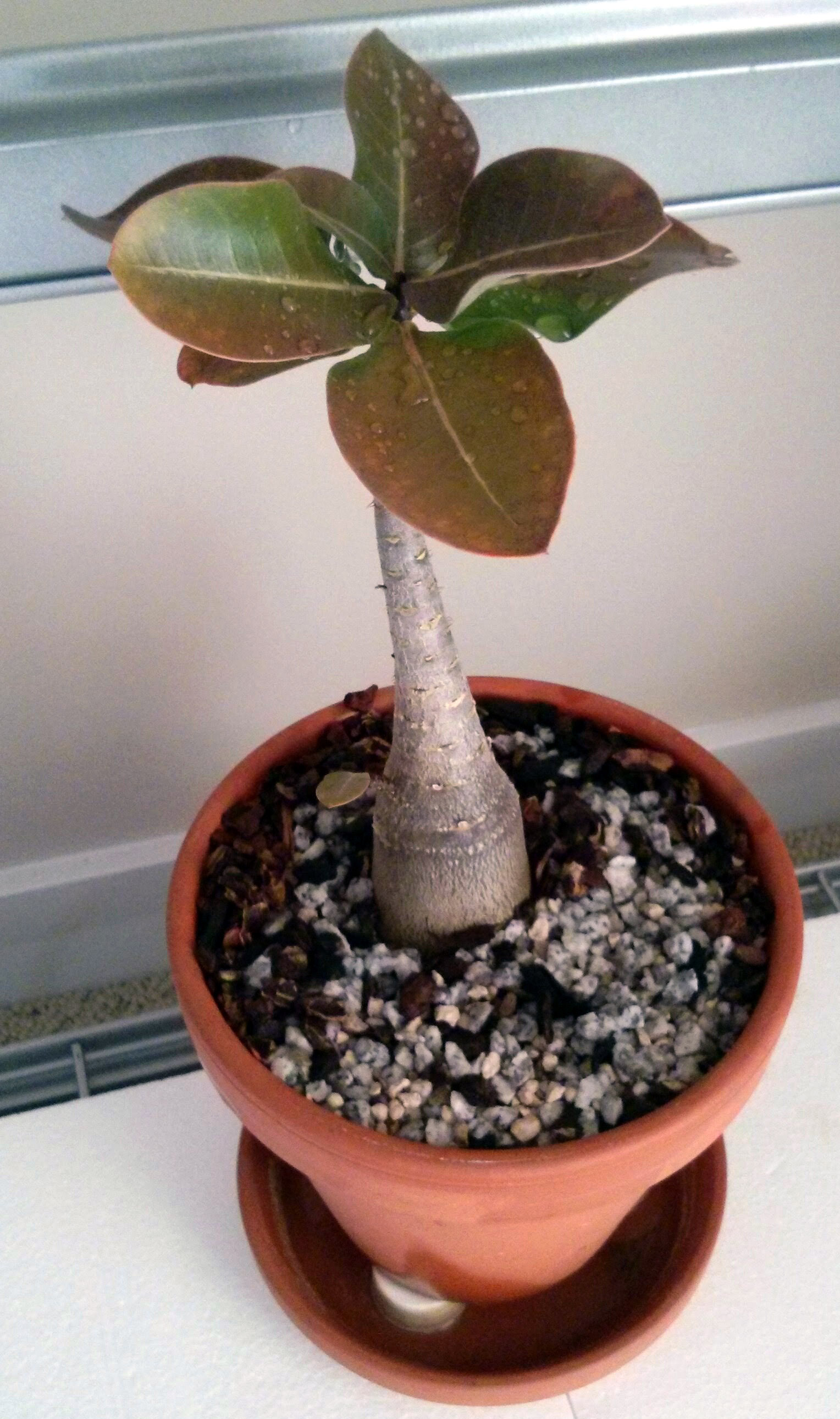 Alexander Smith - Adenium