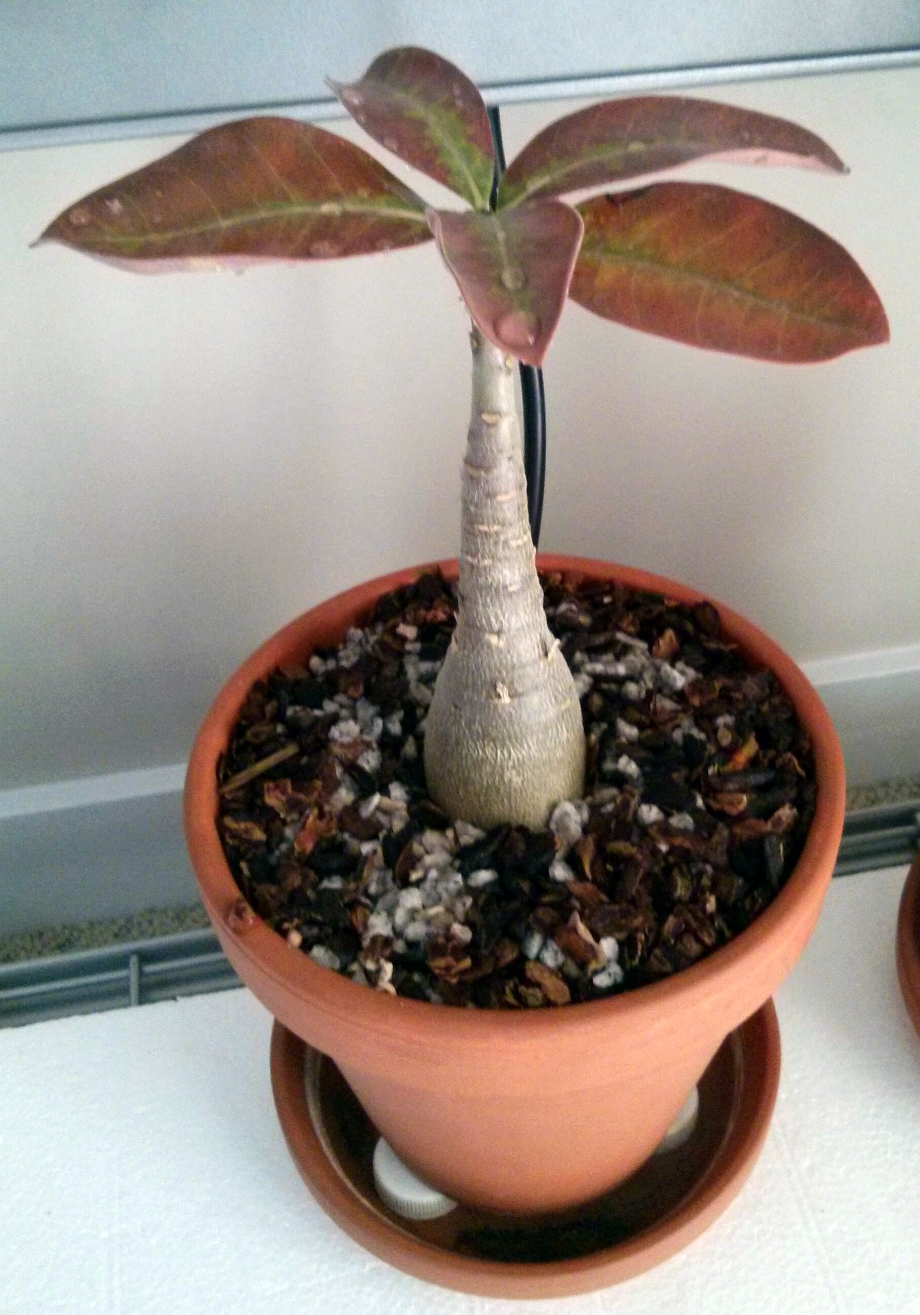 Alexander Smith - Adenium